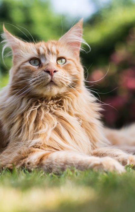 What To Know Before Adopting a Maine Coon Cat